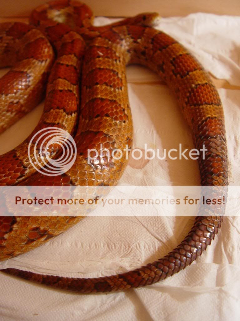 :O Corn snake with swollen vent, not sure what it is! | Reptile Forums