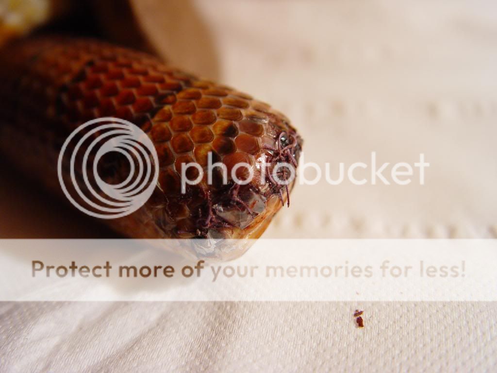 :O Corn snake with swollen vent, not sure what it is! | Page 7 ...