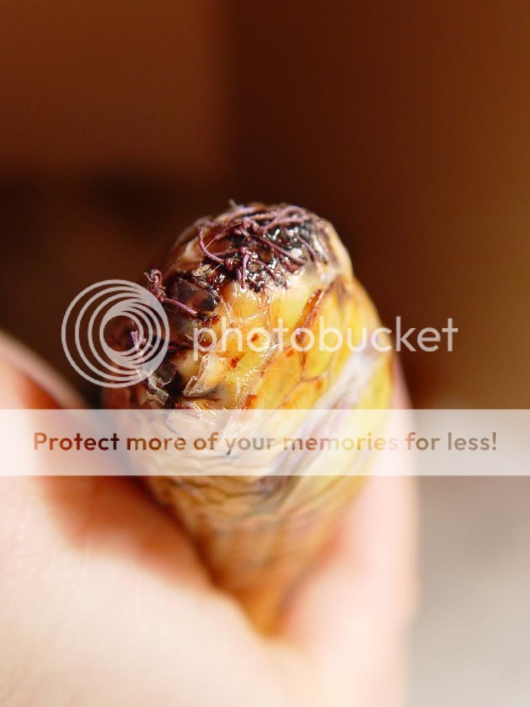 :O Corn snake with swollen vent, not sure what it is! | Page 8 ...