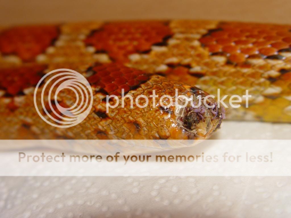 :O Corn snake with swollen vent, not sure what it is! | Page 10 ...