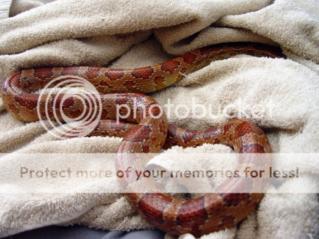 :O Corn snake with swollen vent, not sure what it is! | Page 10 ...