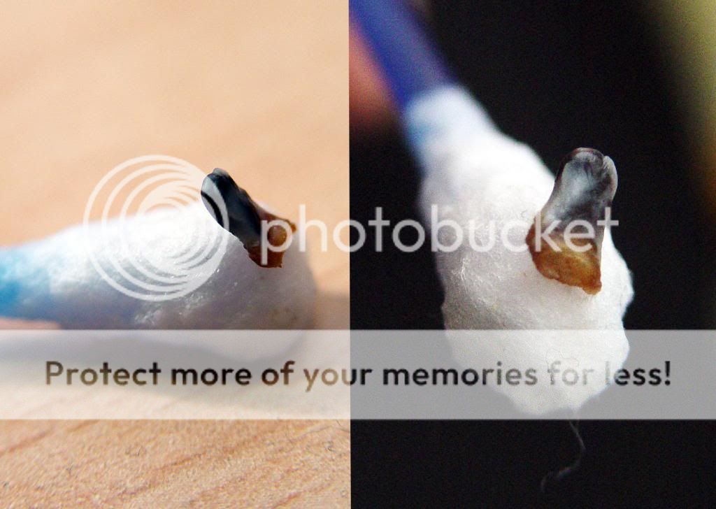 :O Corn snake with swollen vent, not sure what it is! | Page 10 ...