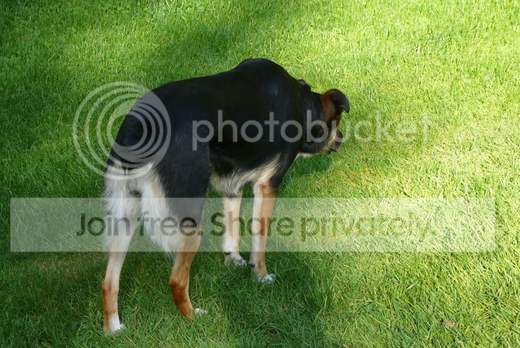 Natural short tail/bobtail Border collie? | Page 3