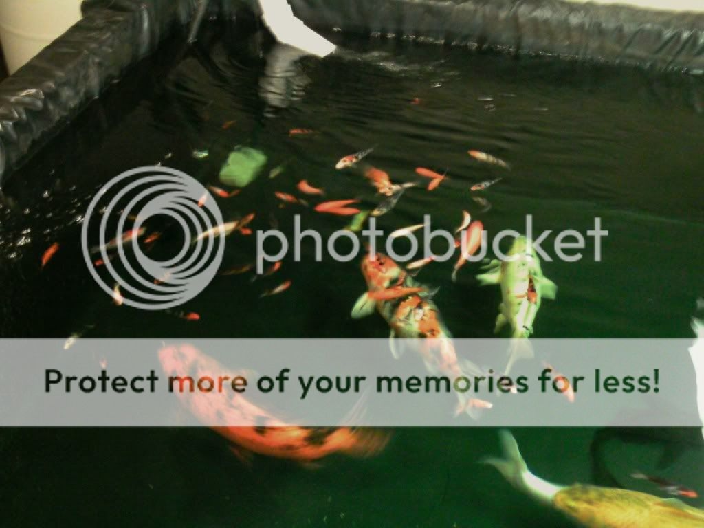 a few fish pics & a look at my simple but effective basement pond setup ...