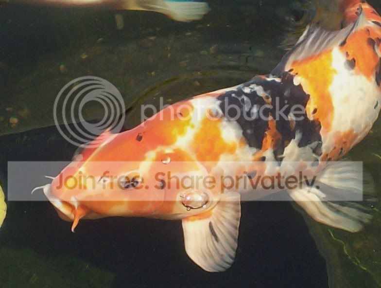 My adult koi | Garden Pond Forums