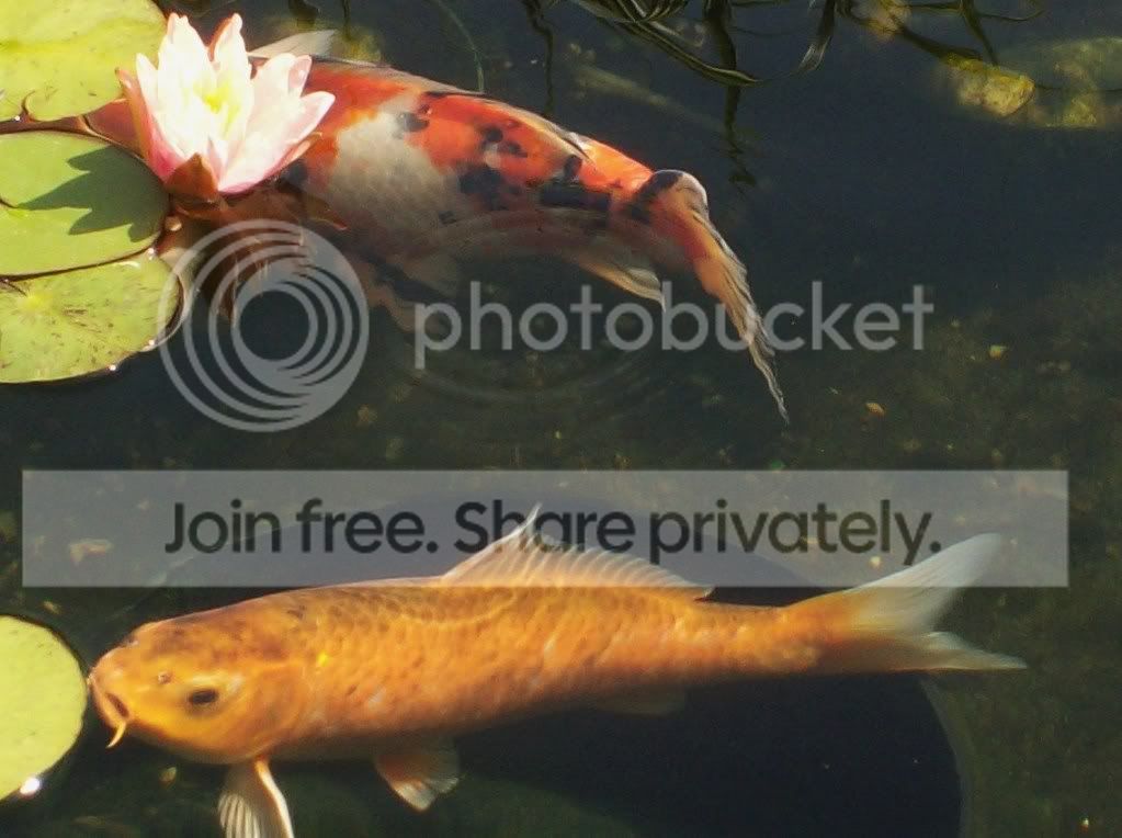 My adult koi | Garden Pond Forums
