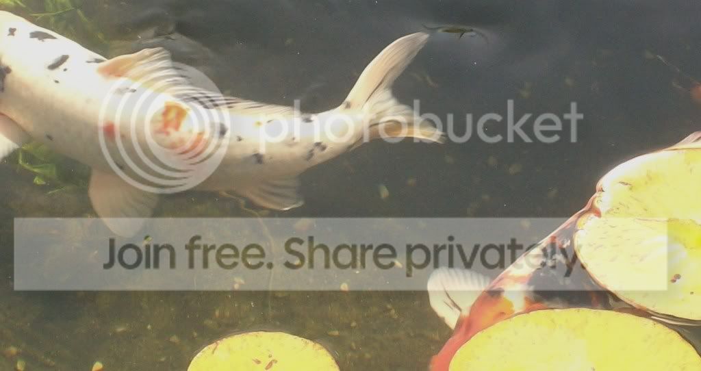 My adult koi | Garden Pond Forums