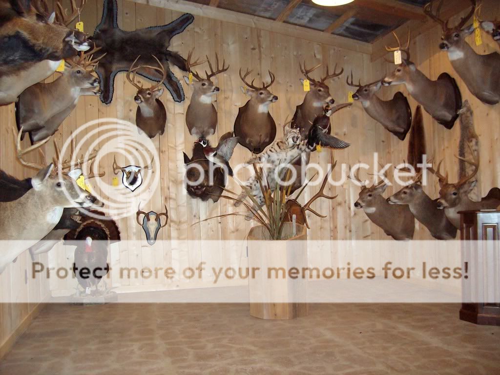 Taxidermy Shop of the week.