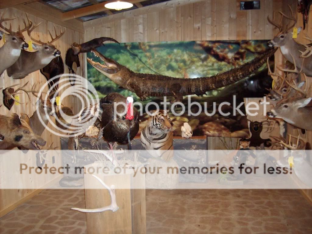 Taxidermy Shop of the week.